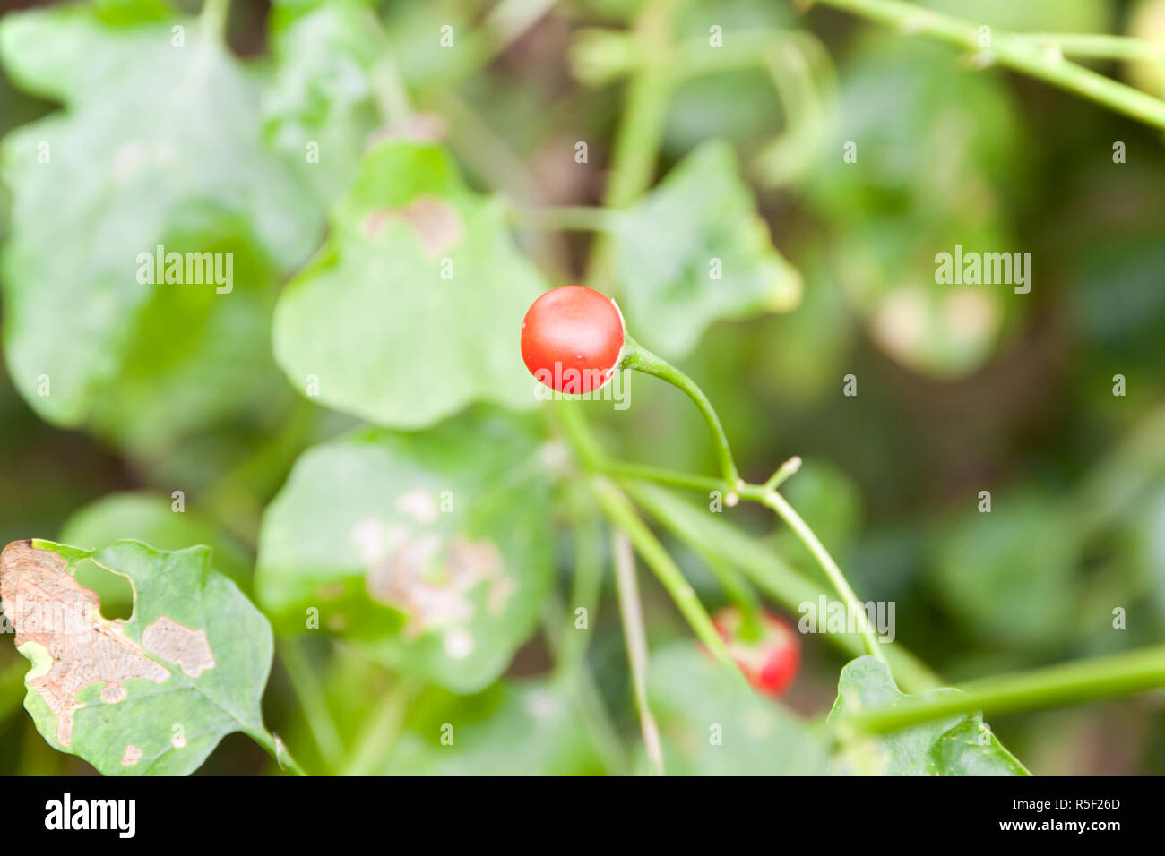 Solanum indicum Banque de photographies et d’images à haute résolution ...