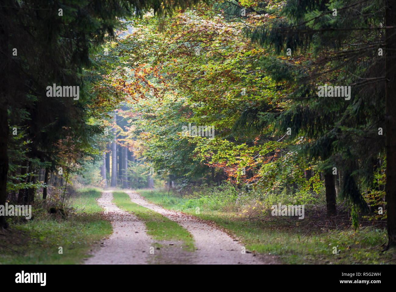 Chemin forestier en automne Banque de photographies et d’images à haute résolution - Alamy