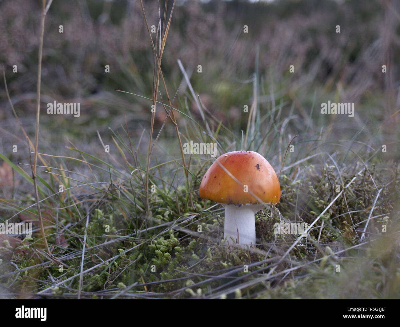 Petit champignon orange Banque de photographies et d’images à haute ...