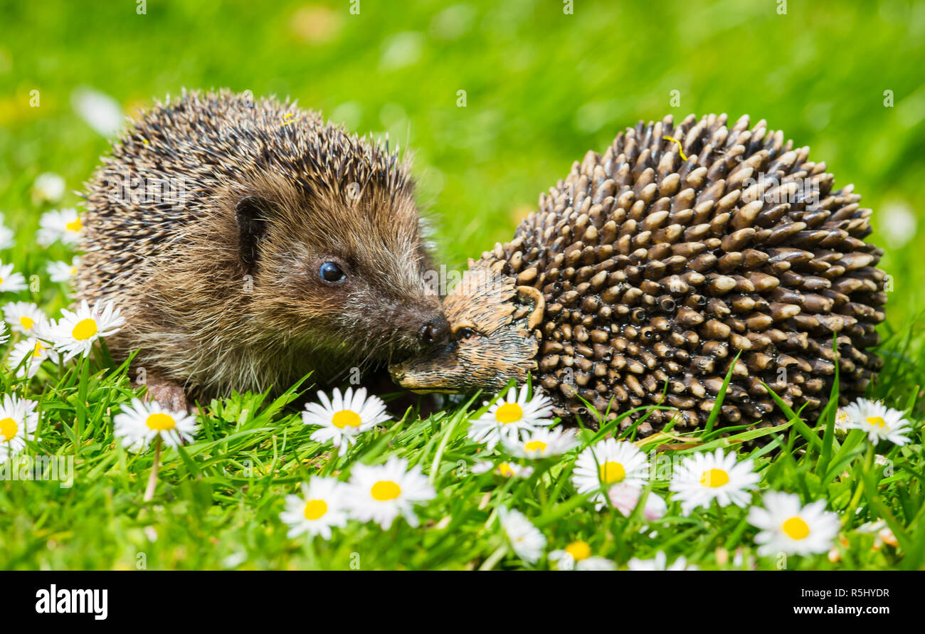 Hérisson En Fleurs D'été Photos & Hérisson En Fleurs D'été Images - Alamy