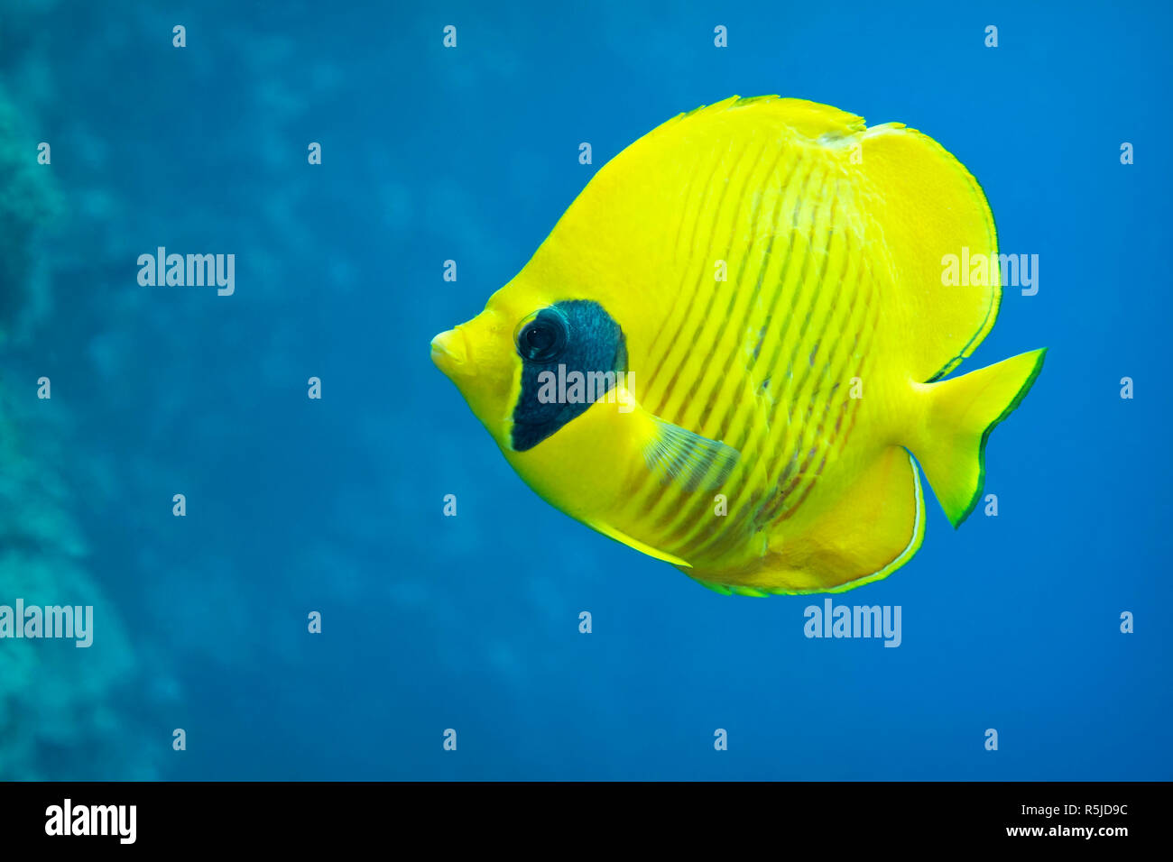 Poisson papillon bleu Banque de photographies et d’images à haute ...