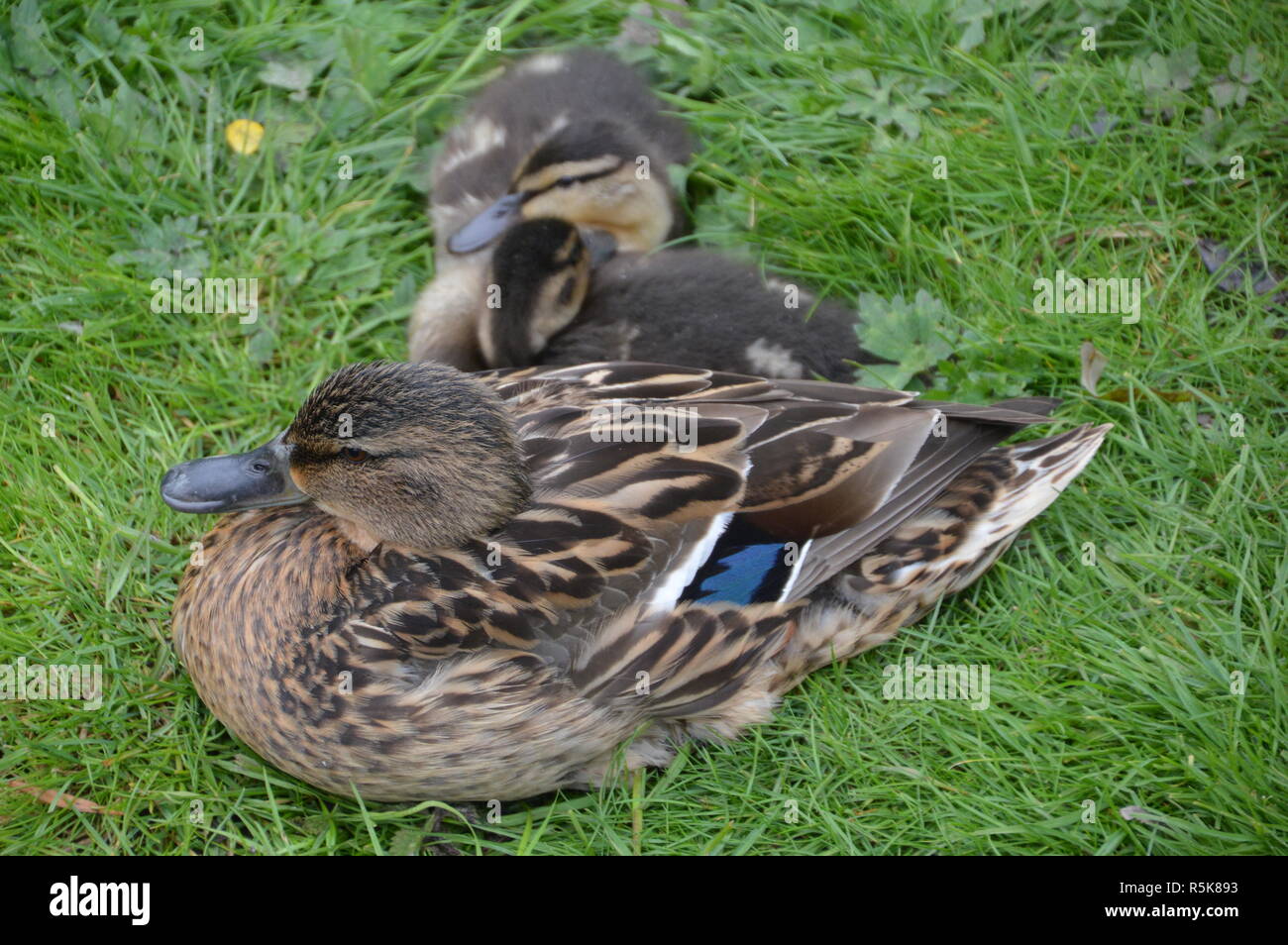 Maman canard avec des canetons Banque de photographies et d’images à ...