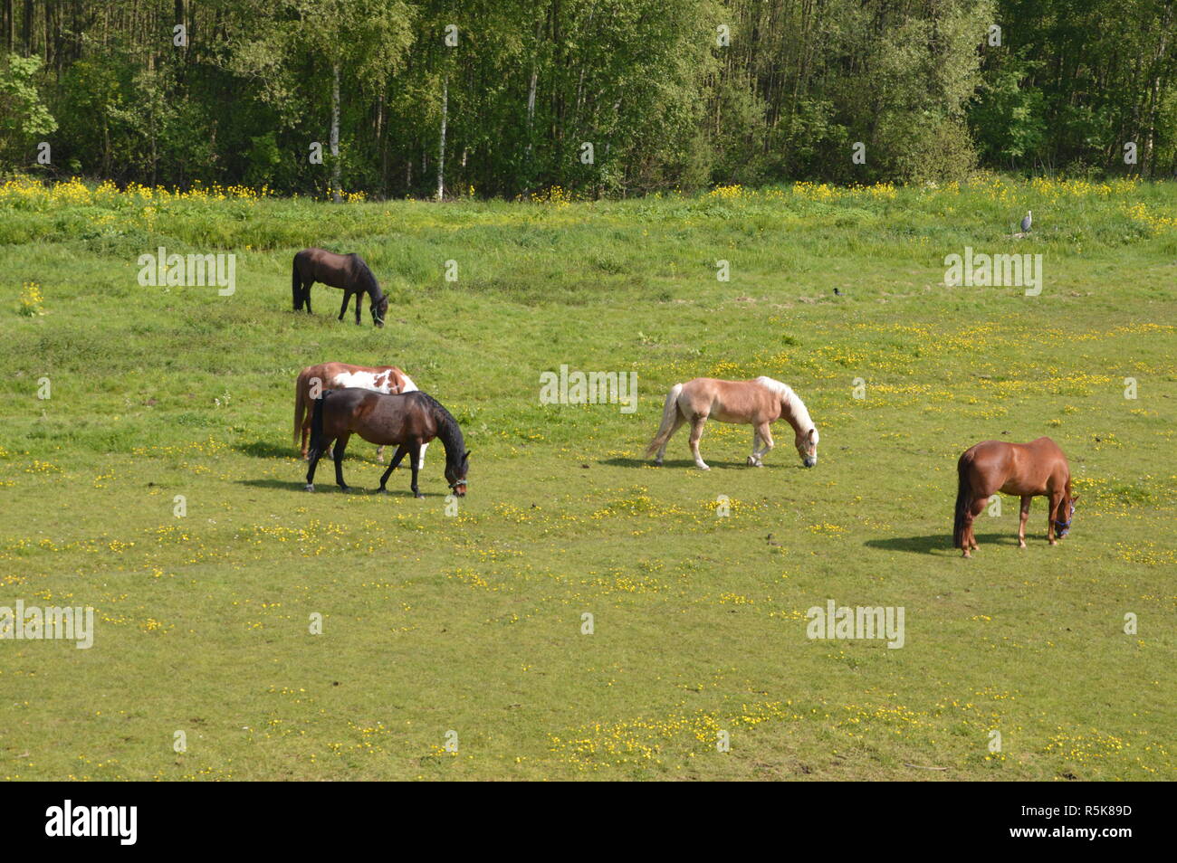 Chevaux terres agricoles Banque de photographies et d’images à haute ...