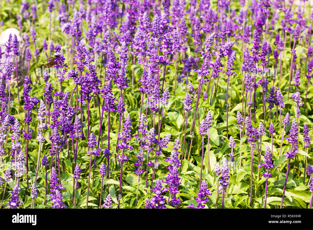 Plante de sauge Banque de photographies et d’images à haute résolution ...