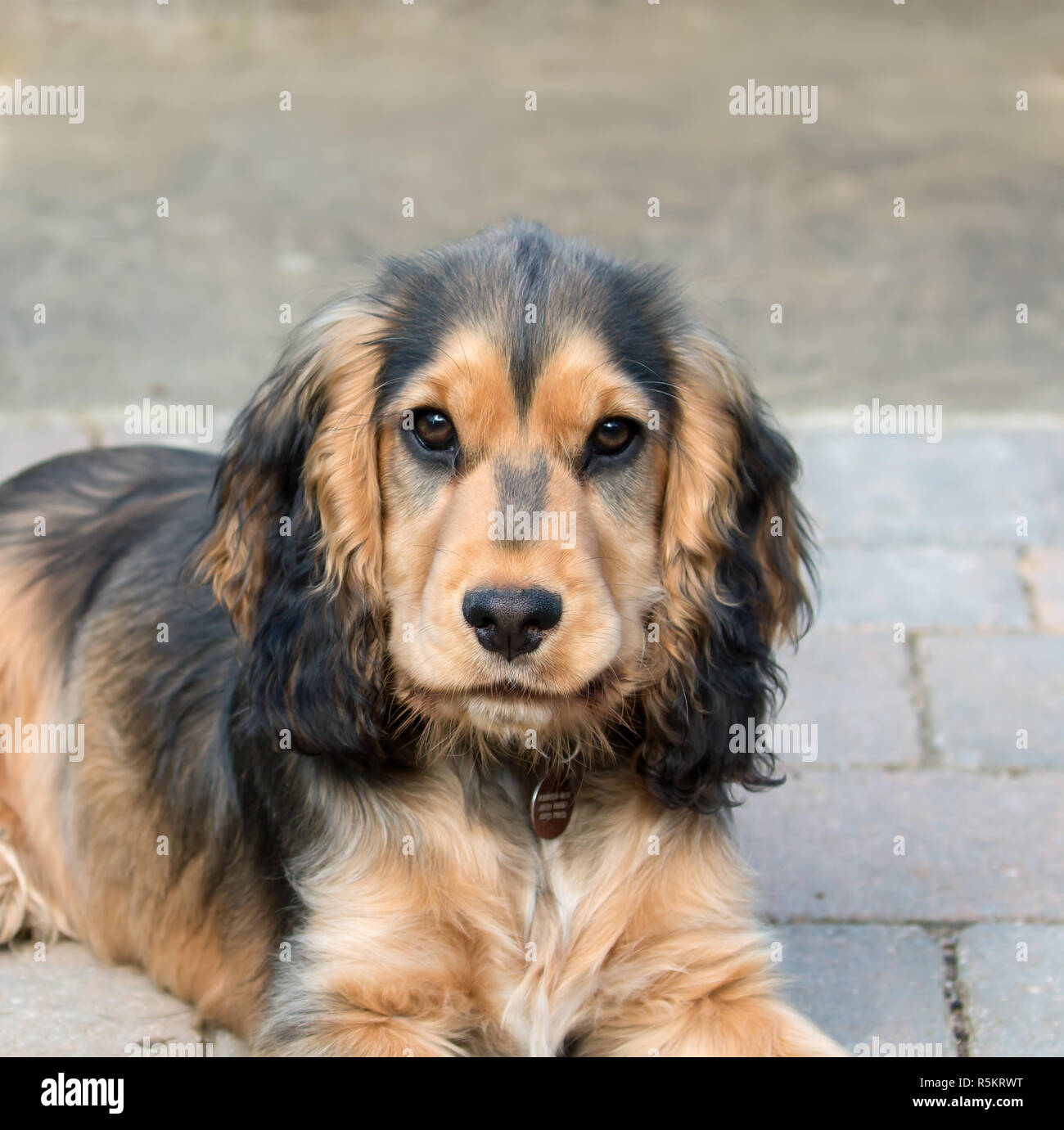 Zibeline cocker spaniel Banque de photographies et d’images à haute ...