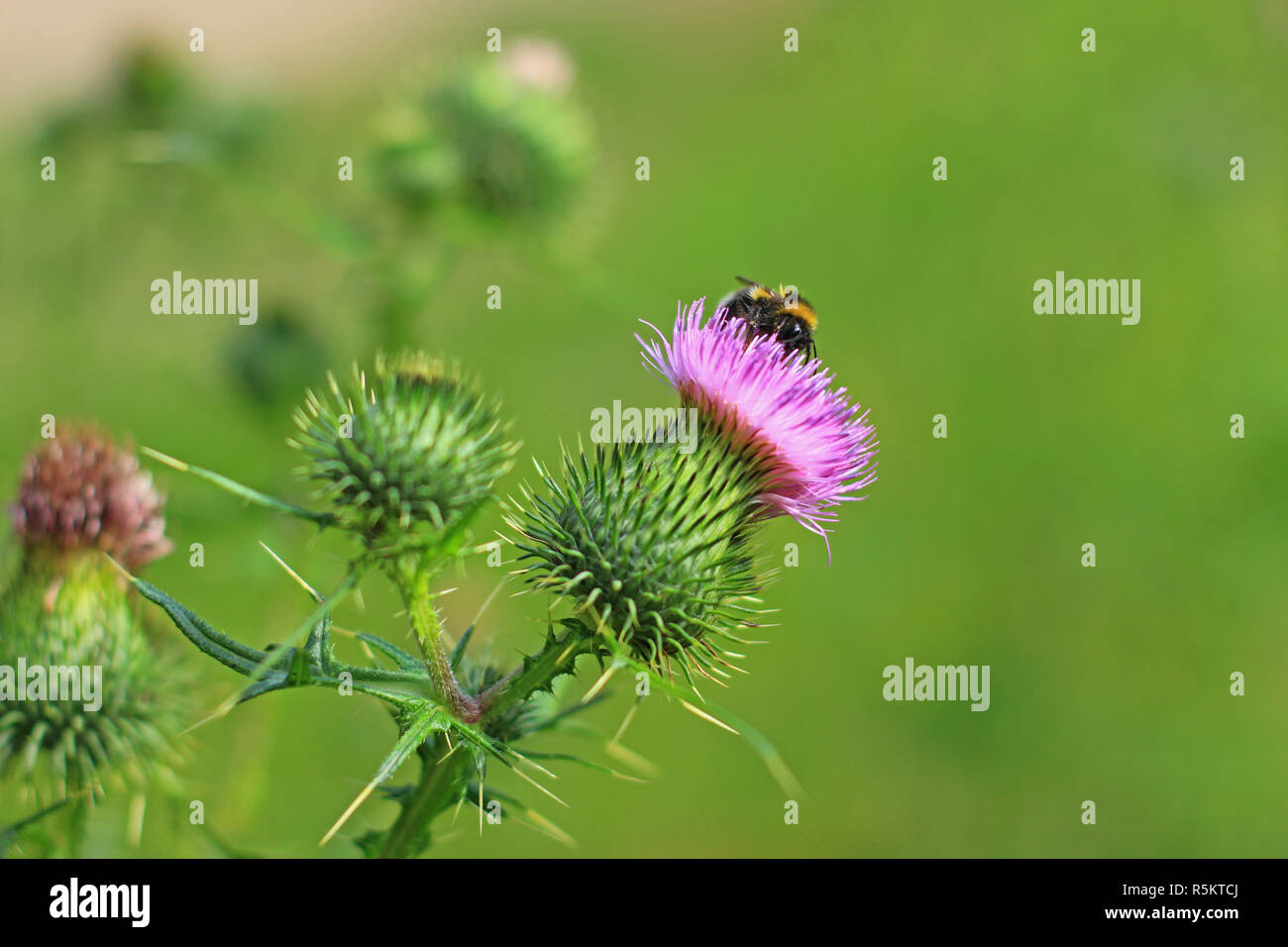 Chardon commun cirsium vulgare Banque de photographies et d’images à ...