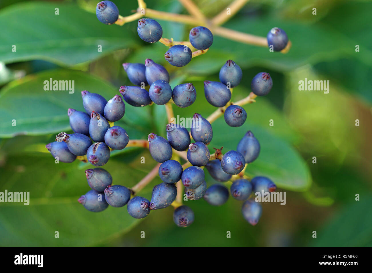 Les fruits (baies) de Viburnum tinus, le Laurustinus Laurestine famille ...