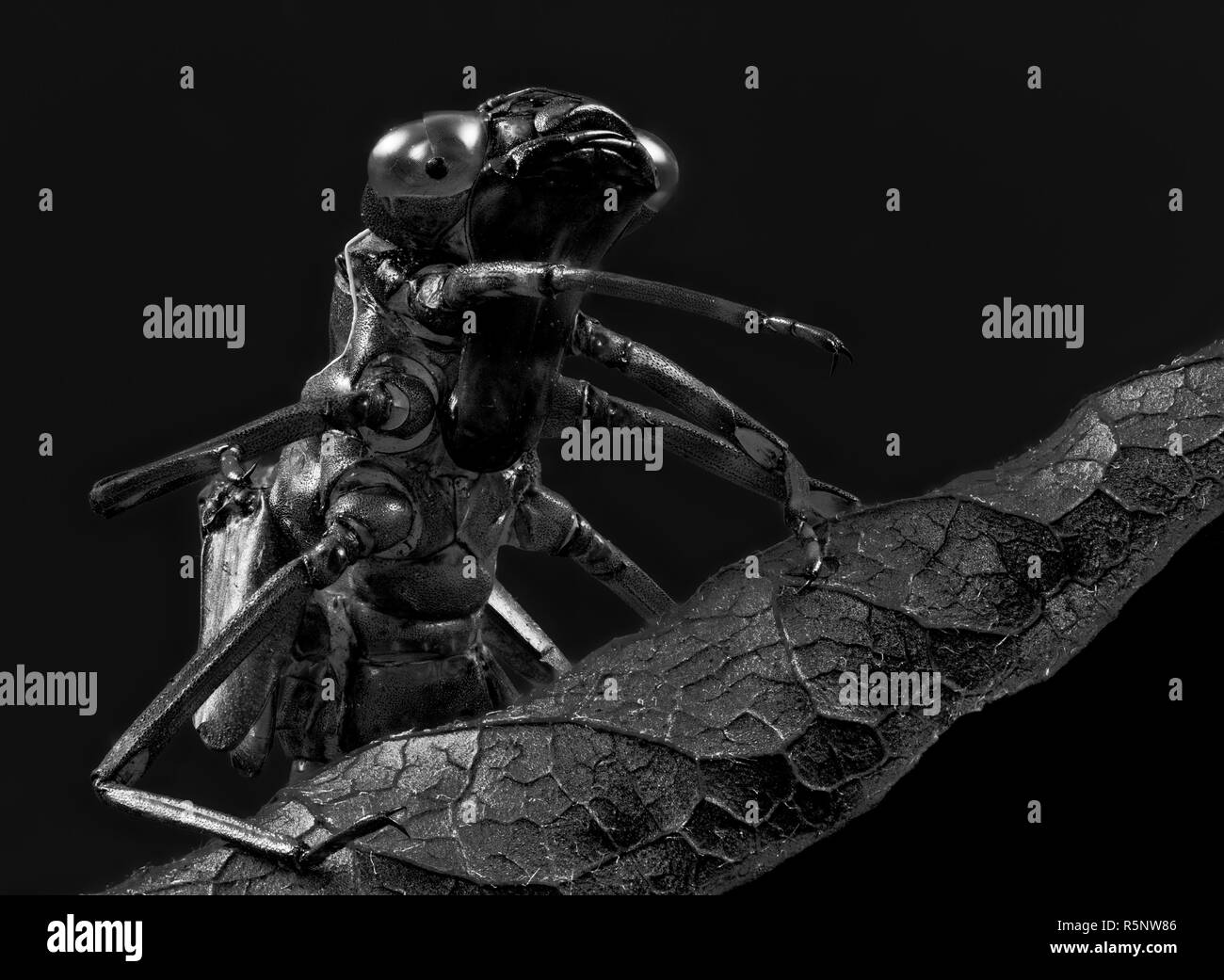 Carapace insect Banque d'images noir et blanc - Alamy