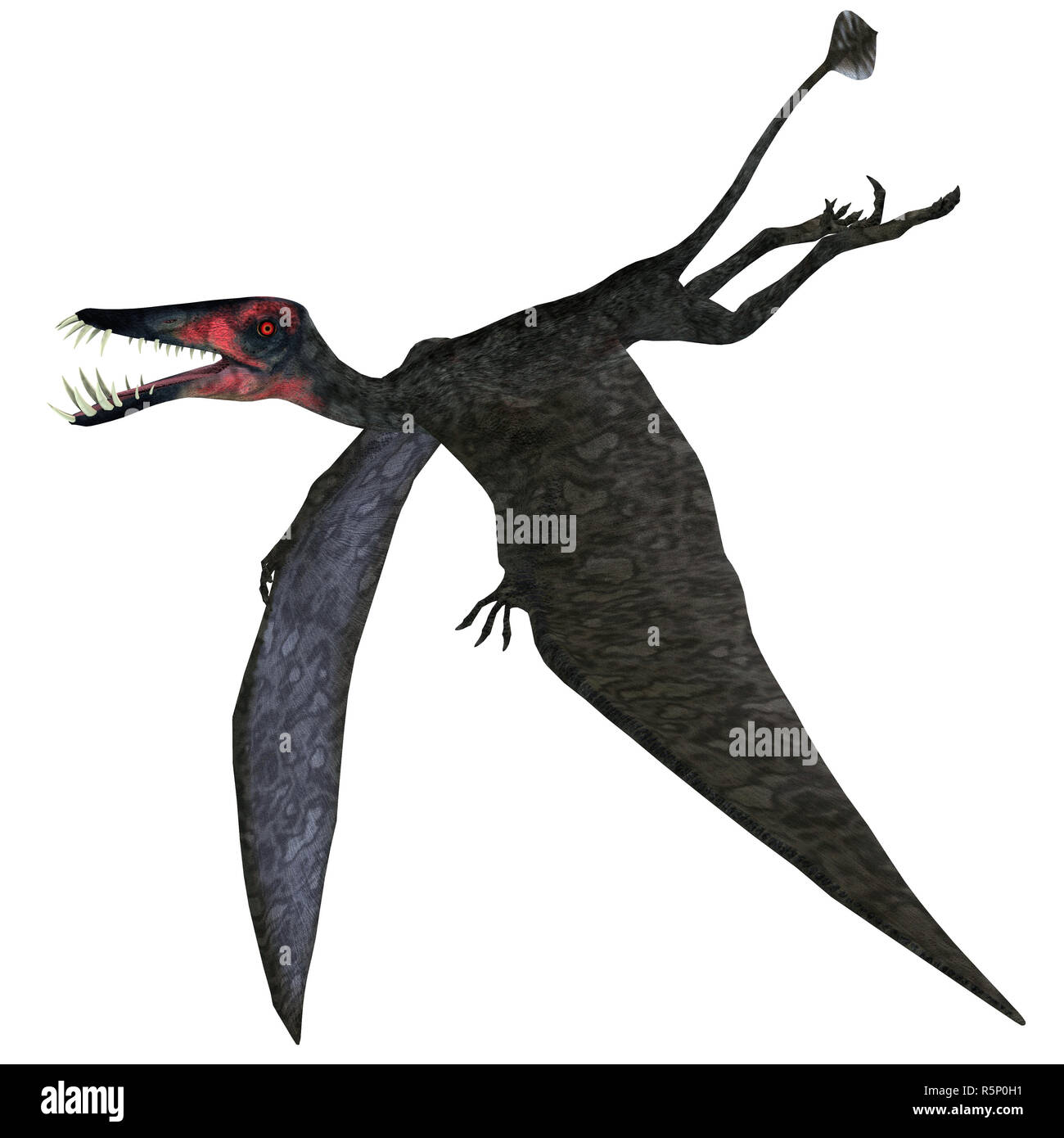 Dorygnathus flying dinosaur Banque de photographies et d’images à haute ...