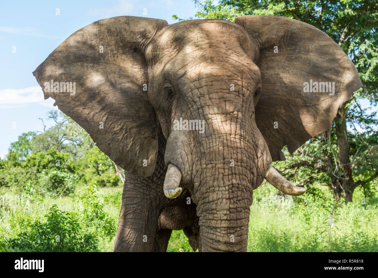 Grand angle de brousse africaine un éléphant dans une savane verte ...