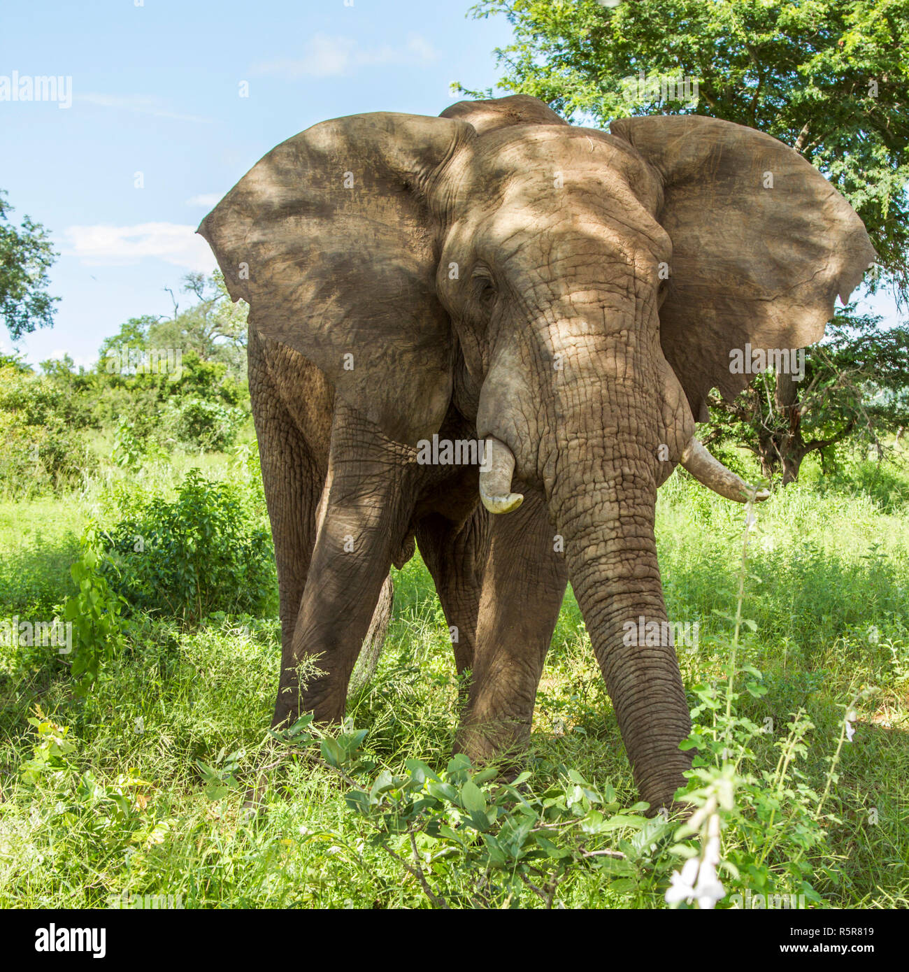 Grand angle de brousse africaine un éléphant dans une savane verte ...