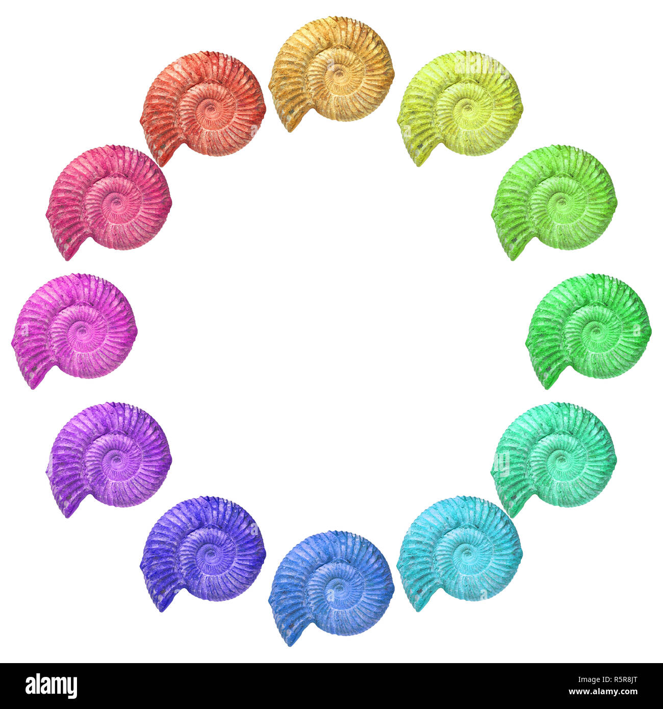 Green ammonite Banque de photographies et d’images à haute résolution ...