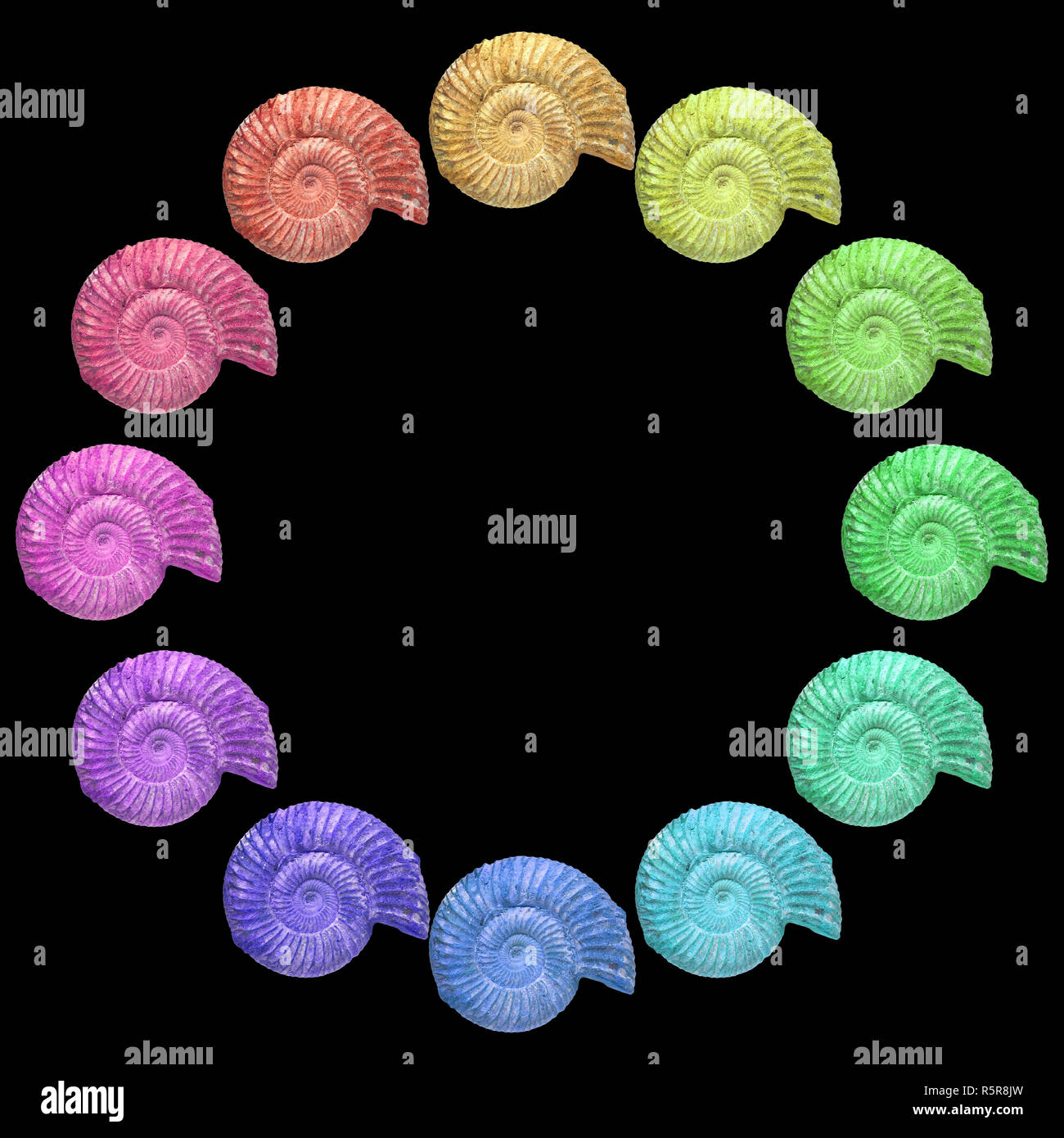 Green ammonite Banque de photographies et d’images à haute résolution ...