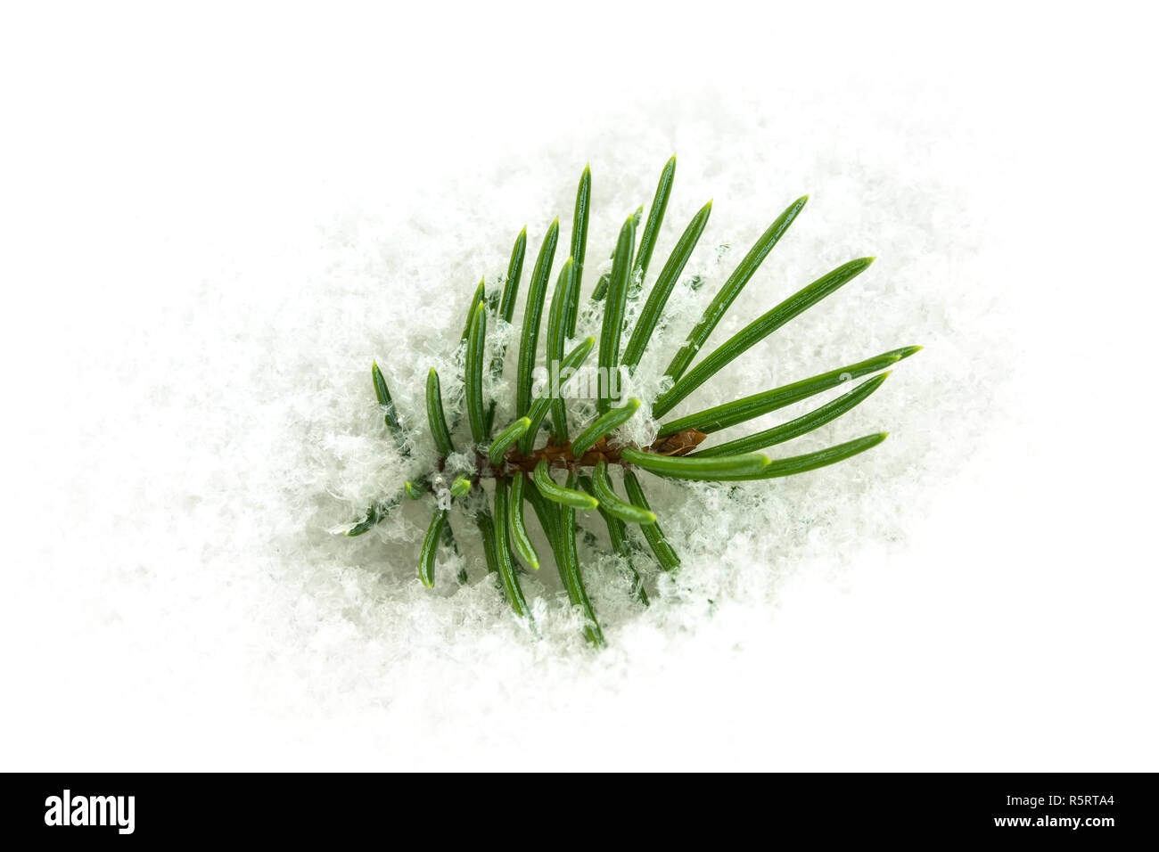 Branche de sapin neige Banque d'images détourées - Alamy