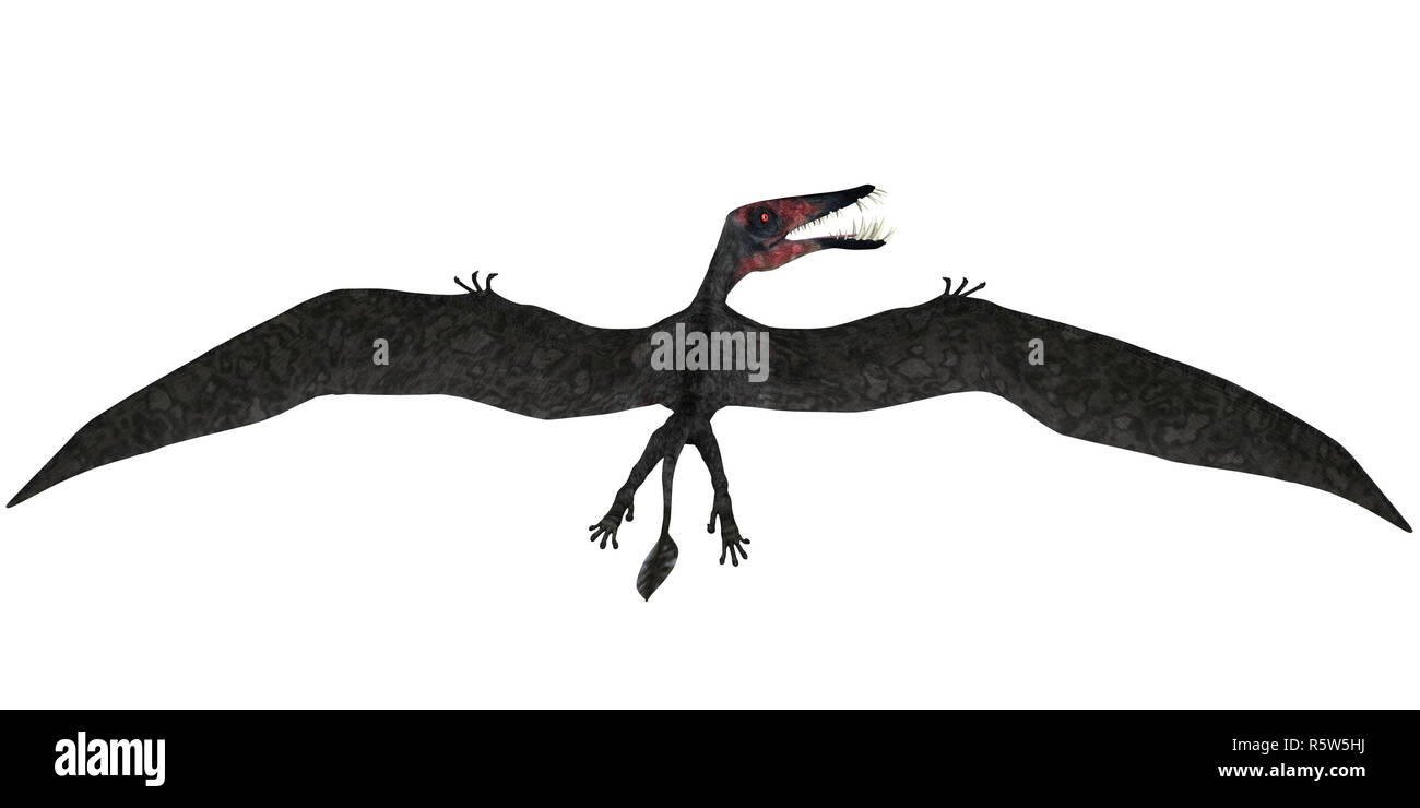 Dorygnathus flying dinosaur Banque de photographies et d’images à haute ...
