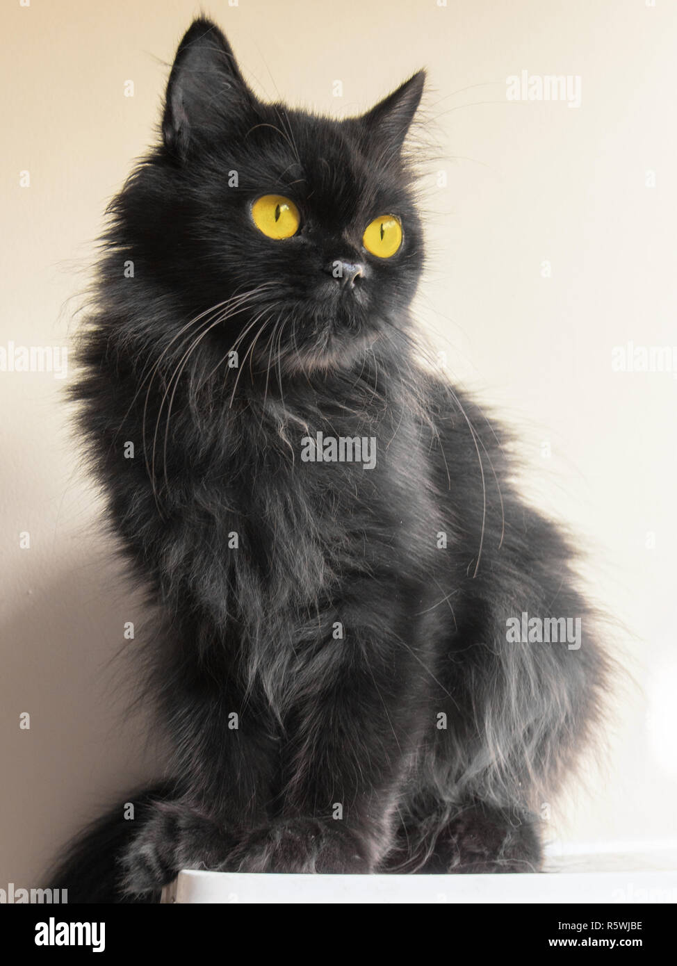 Persan noir Banque de photographies et d’images à haute résolution - Alamy