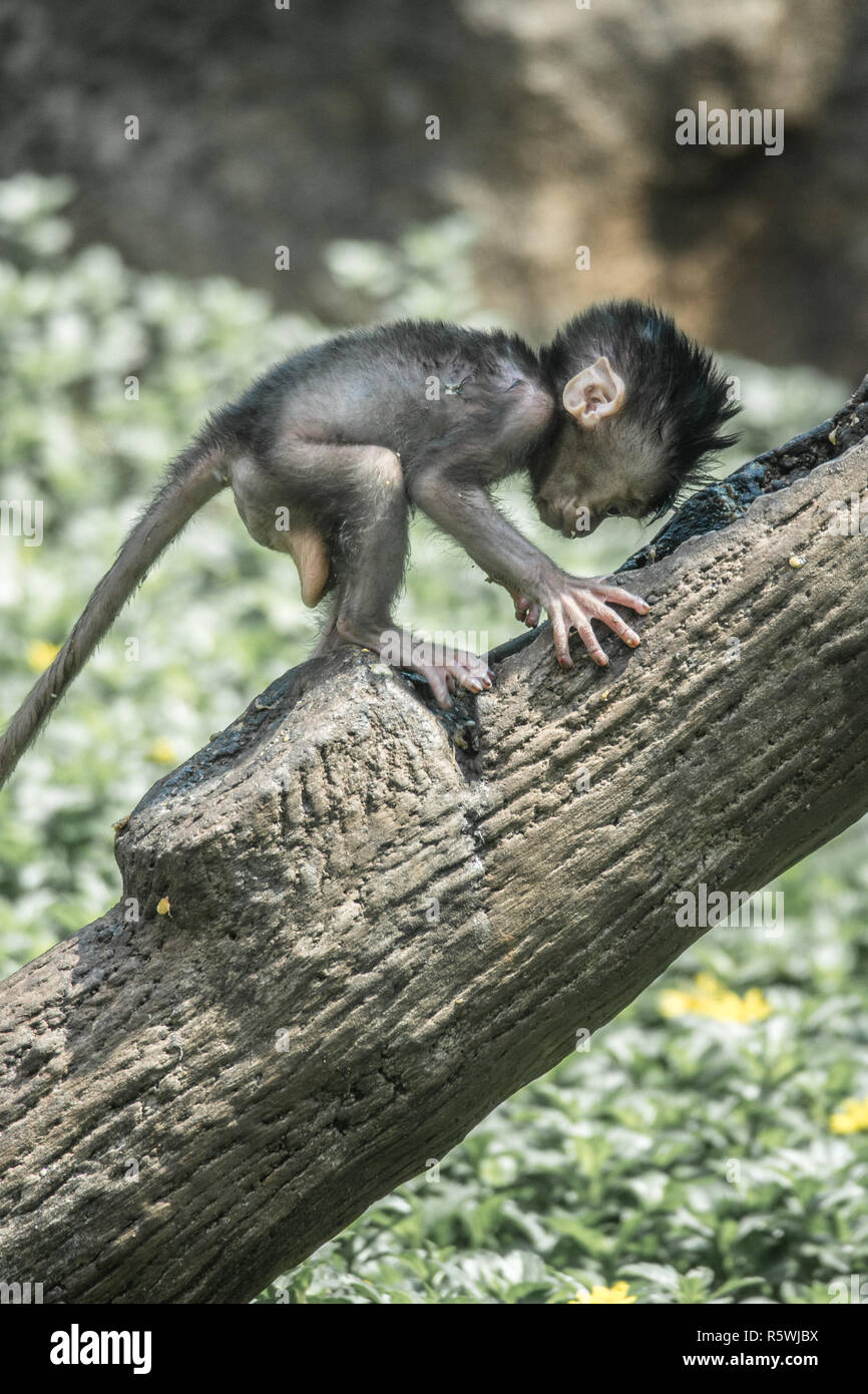 Jeune singe sur un arbre Banque de photographies et d’images à haute ...