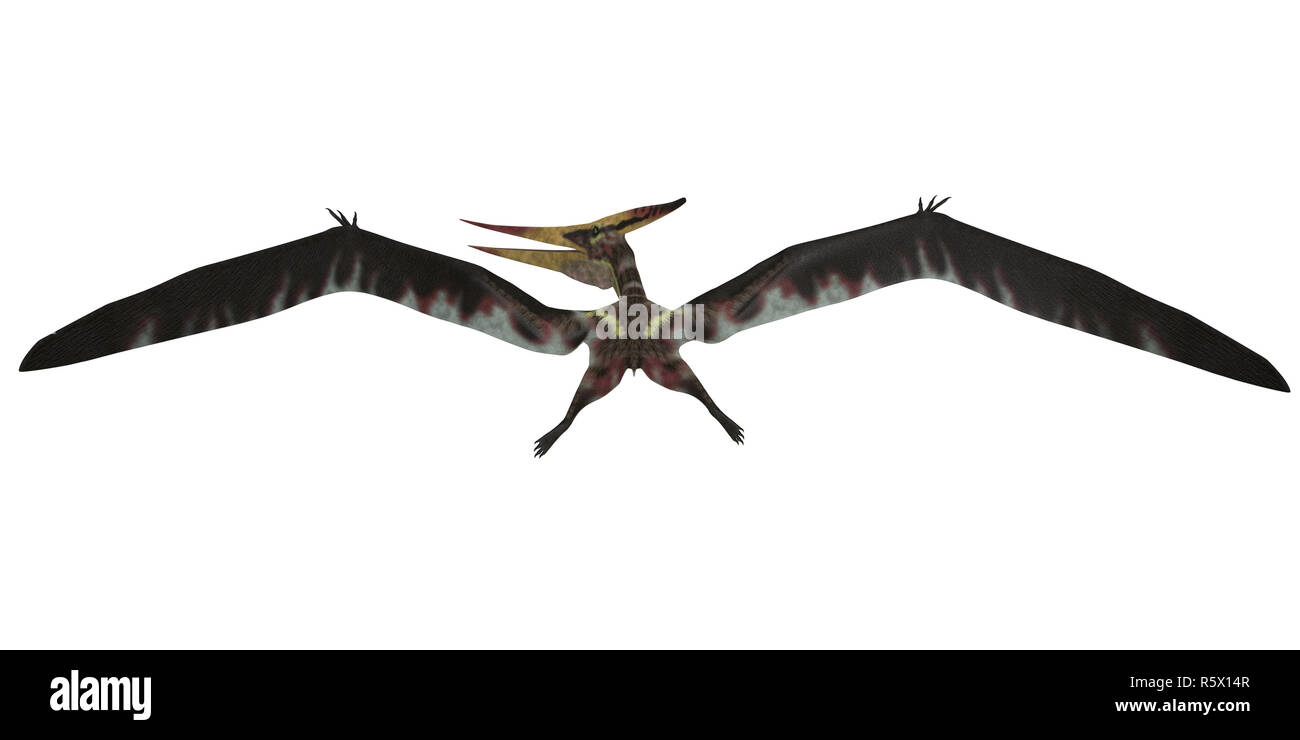 Pteranodon pterosaur Banque de photographies et d’images à haute résolution - Alamy