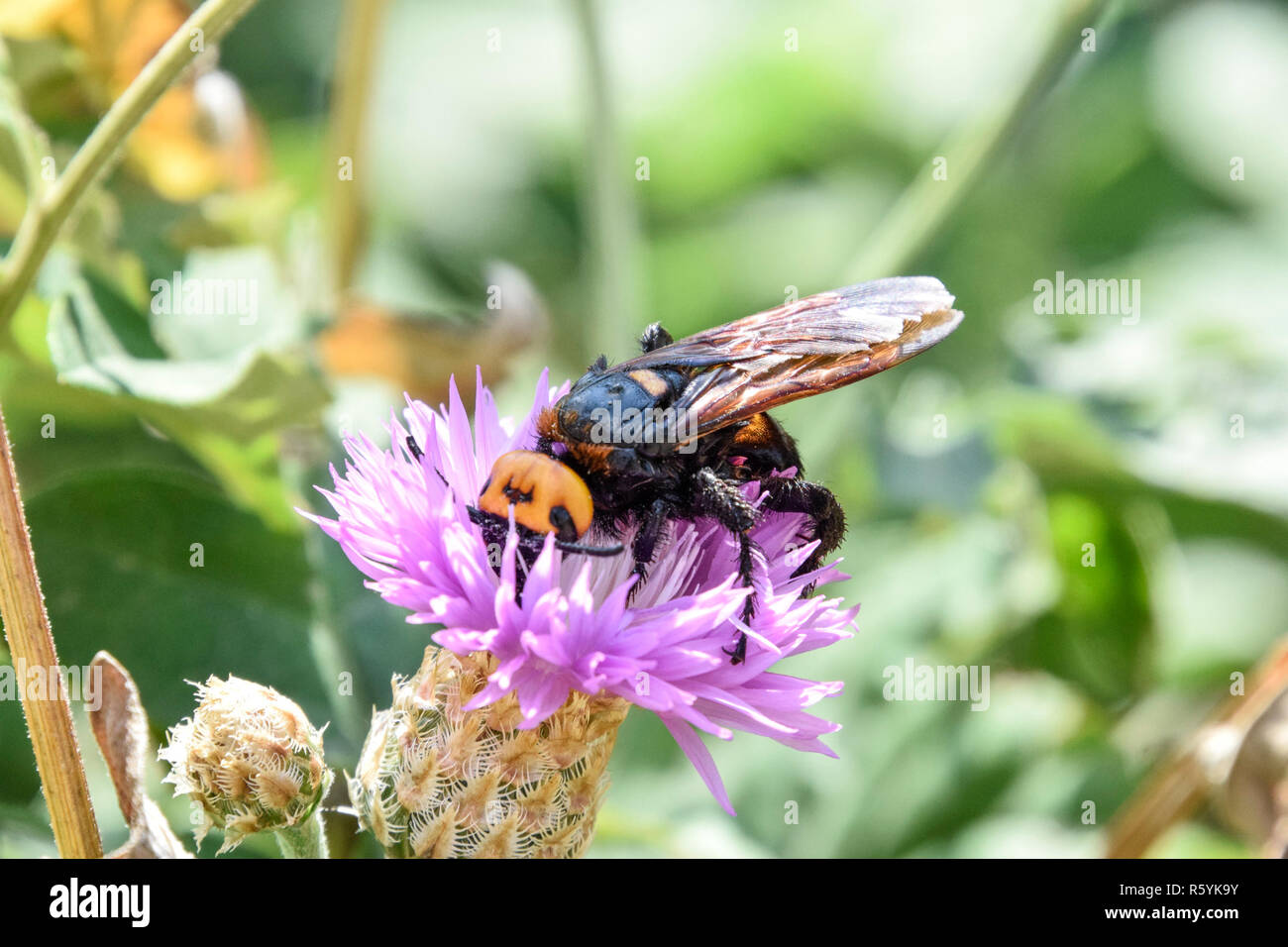 Scolia maculata Banque de photographies et d’images à haute résolution ...