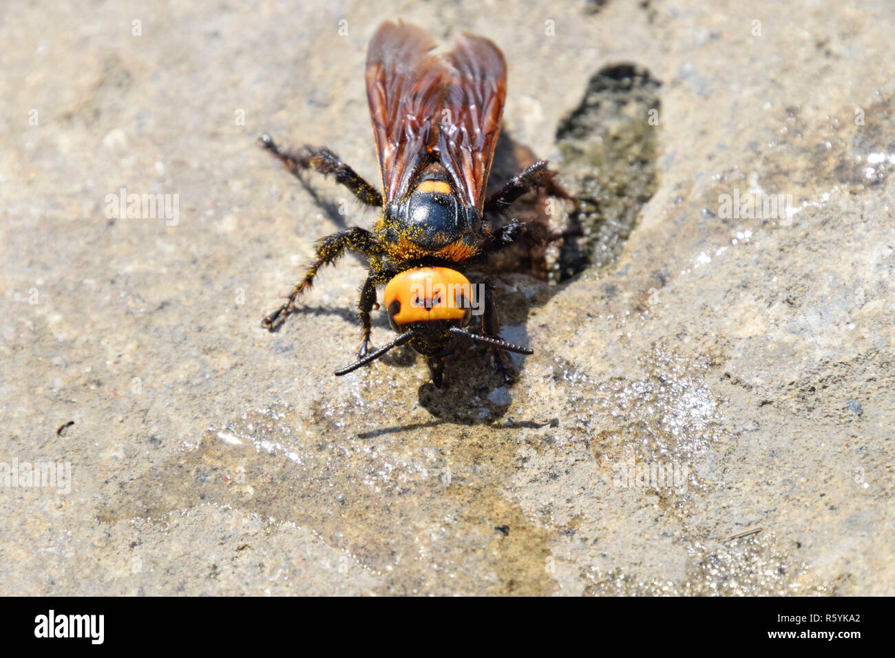 Scolia maculata Banque de photographies et d’images à haute résolution ...