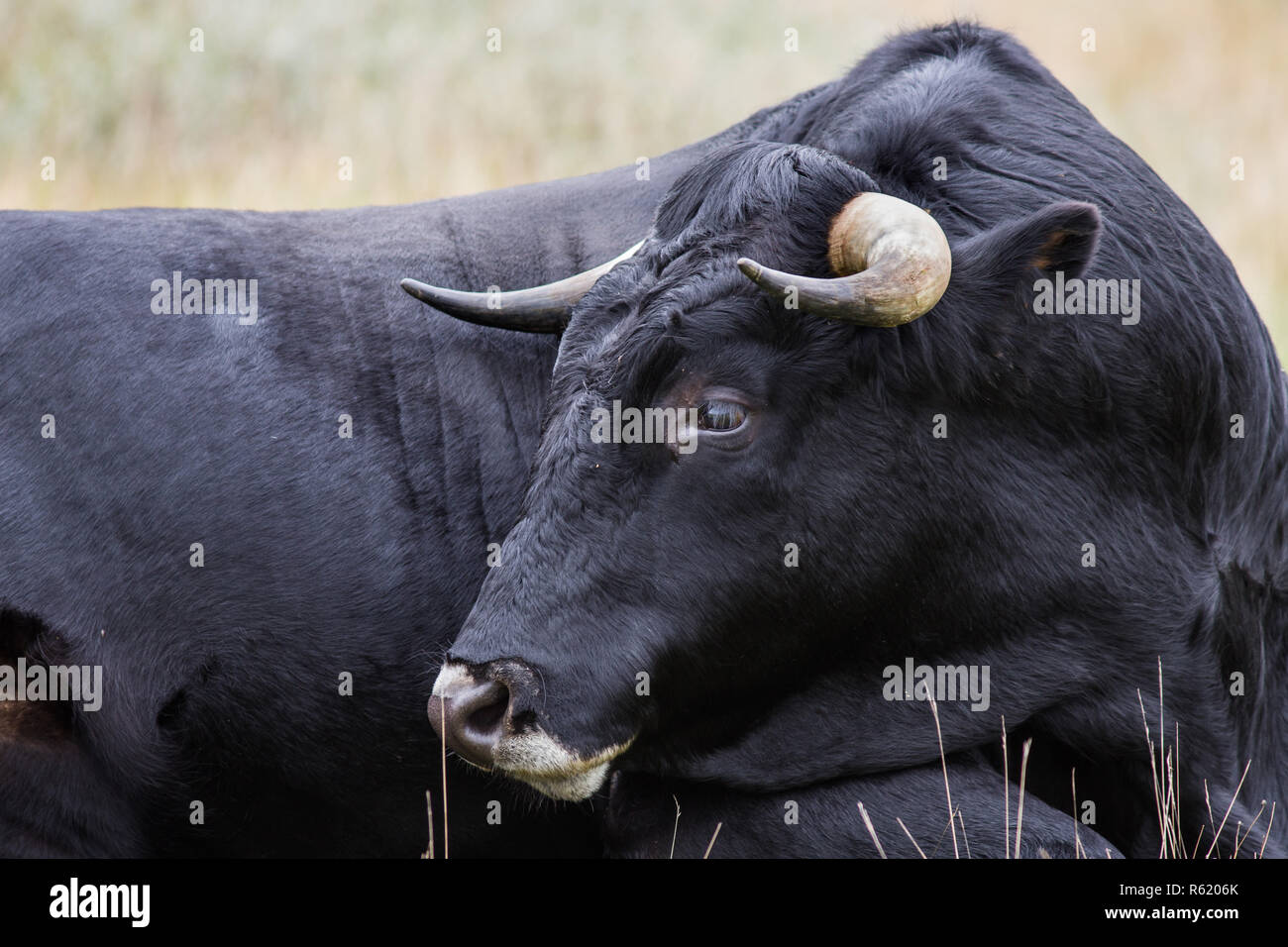 Diable bovin Banque de photographies et d’images à haute résolution - Alamy