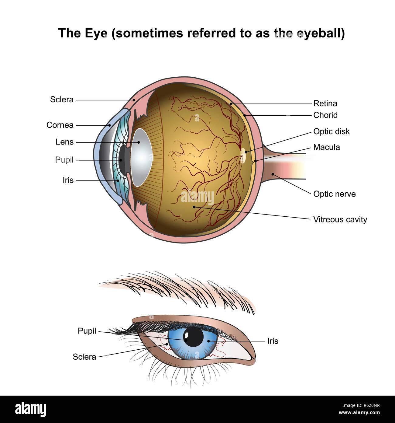Oeil anatomie Banque de photographies et d’images à haute résolution ...