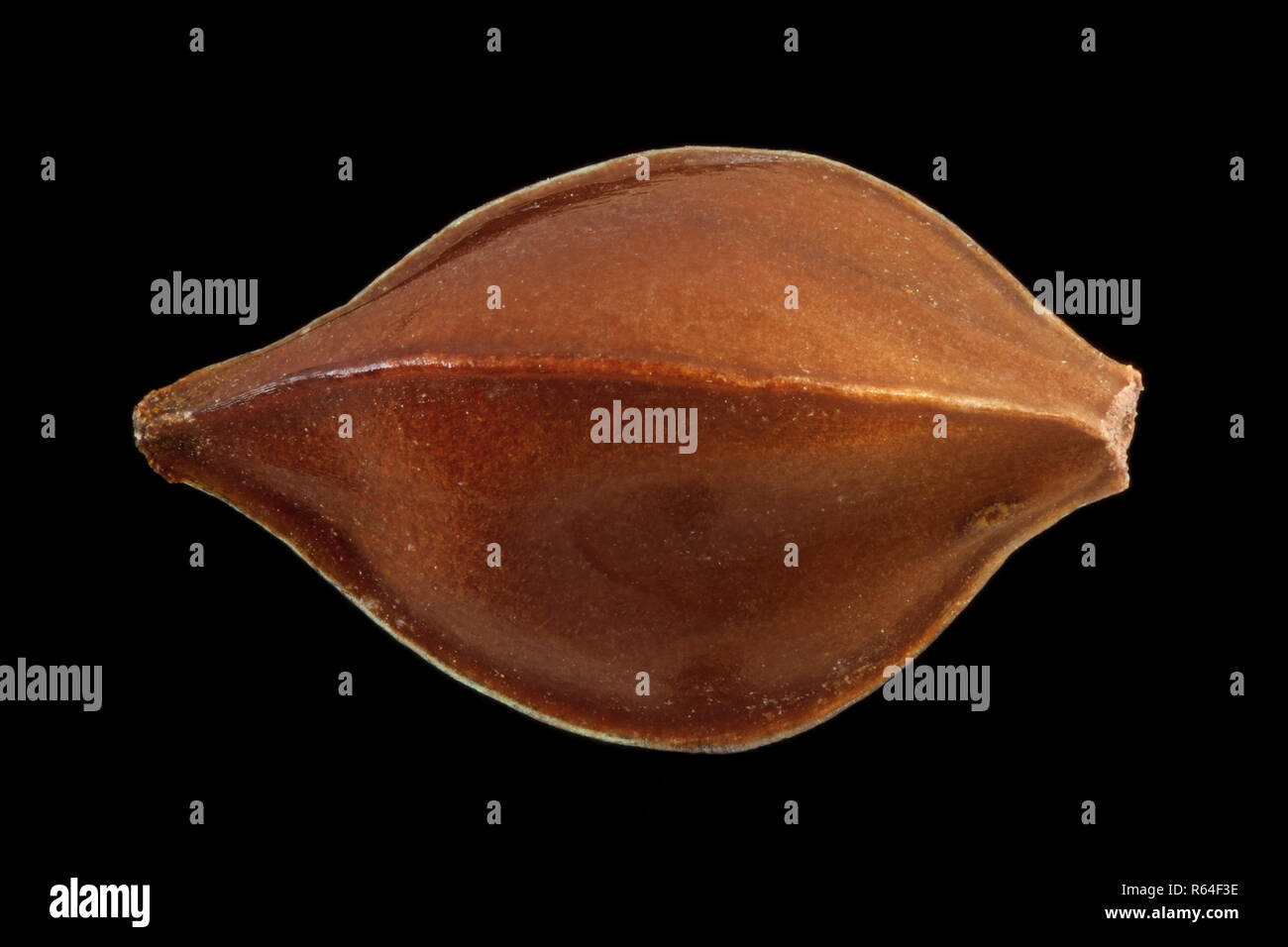 Patience dock rumex patientia Banque de photographies et d’images à ...