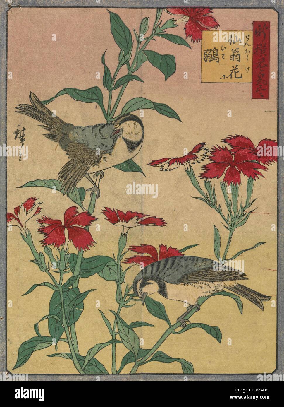 Ragged robins Banque de photographies et d’images à haute résolution ...