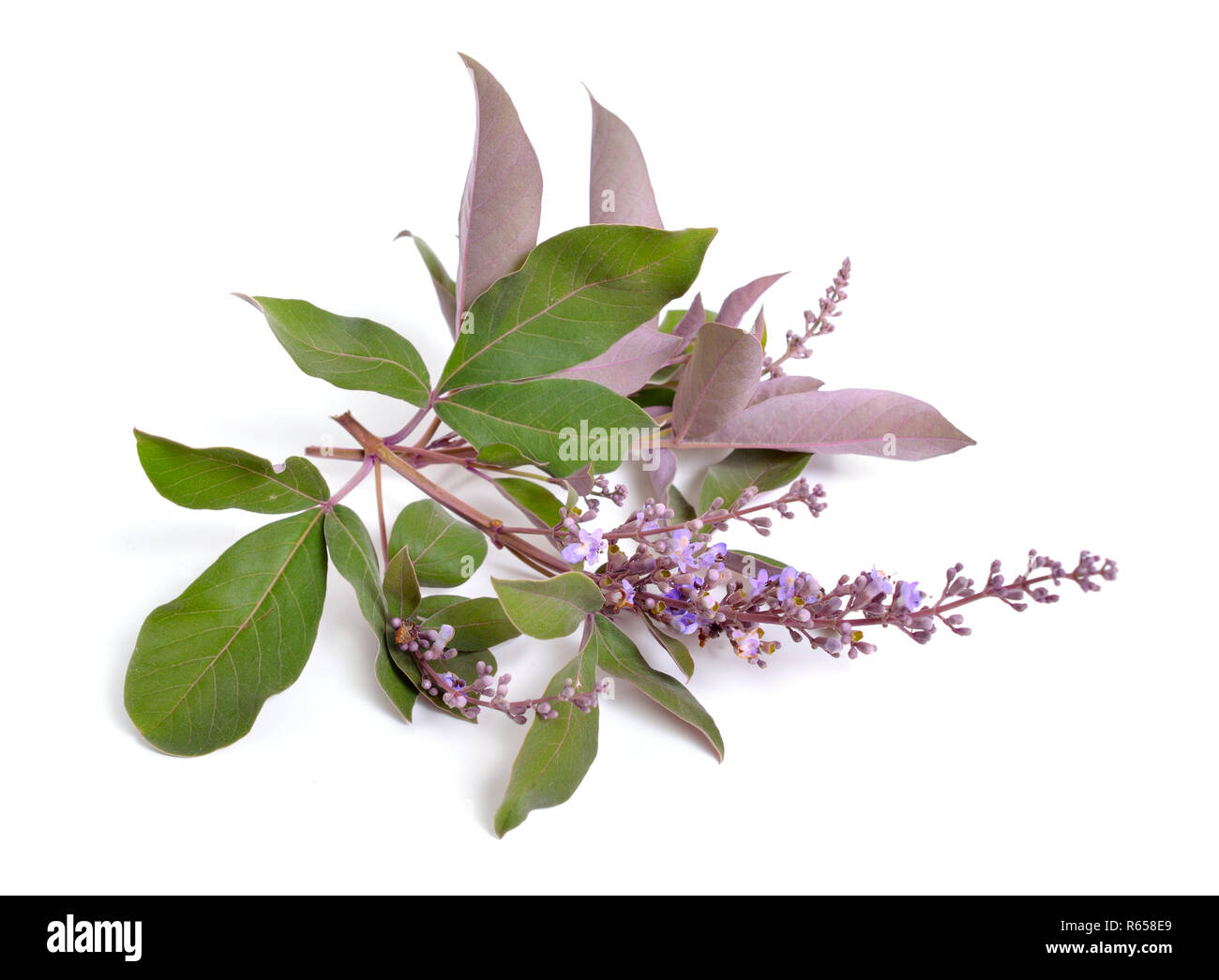Vitex trifolia Banque de photographies et d’images à haute résolution ...