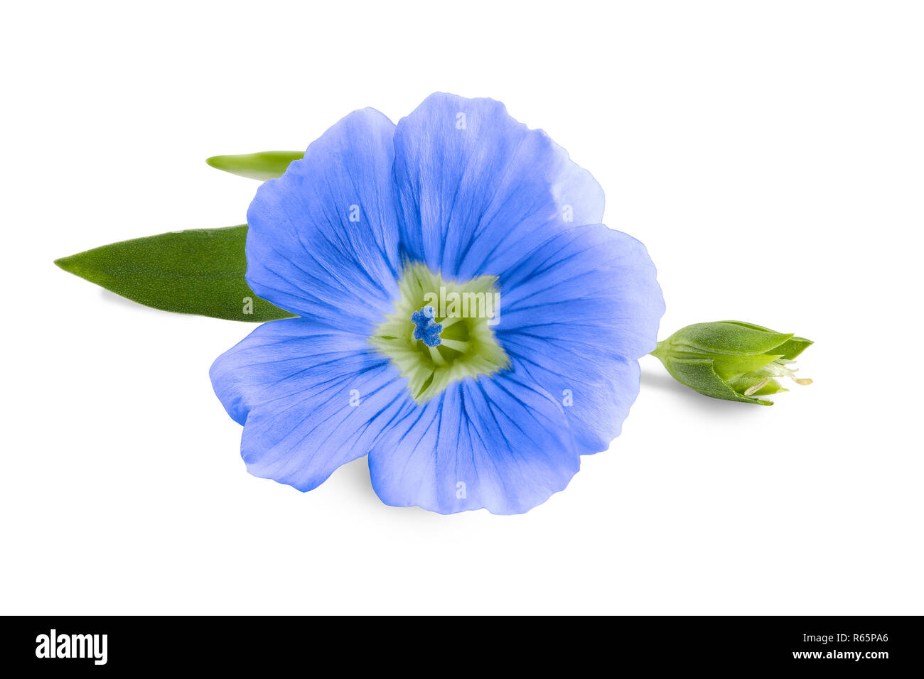 Fleur de lin sauvage bleu Banque de photographies et d’images à haute ...