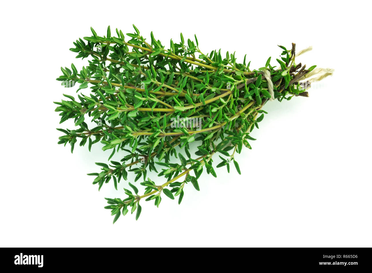 Thym plante Banque d'images détourées - Alamy