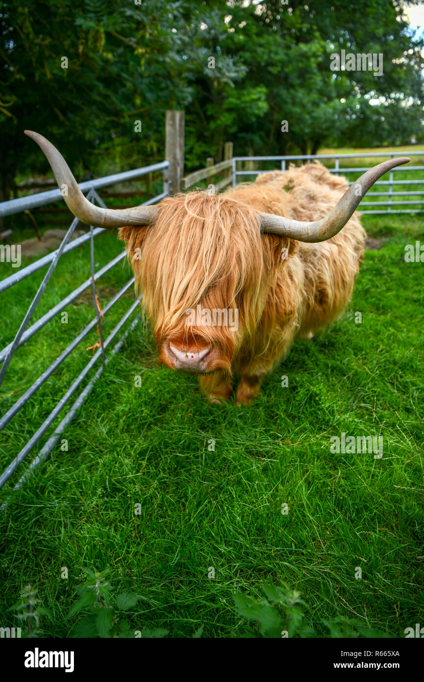 L'Écosse, le village, les animaux dans une ferme, vache Highland cattle ...