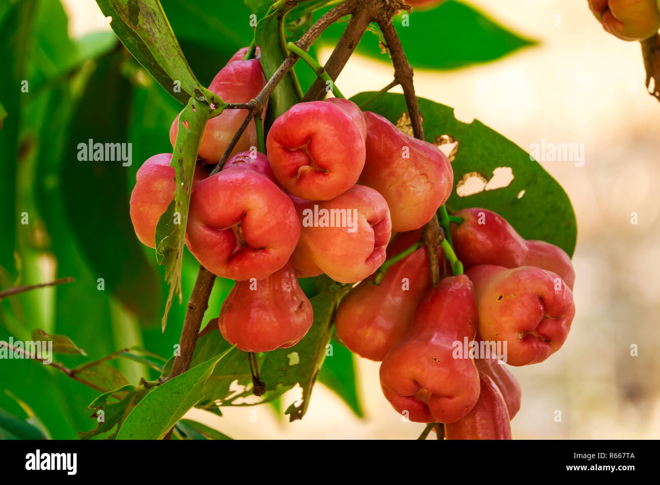 Pomme java Banque de photographies et d’images à haute résolution - Alamy