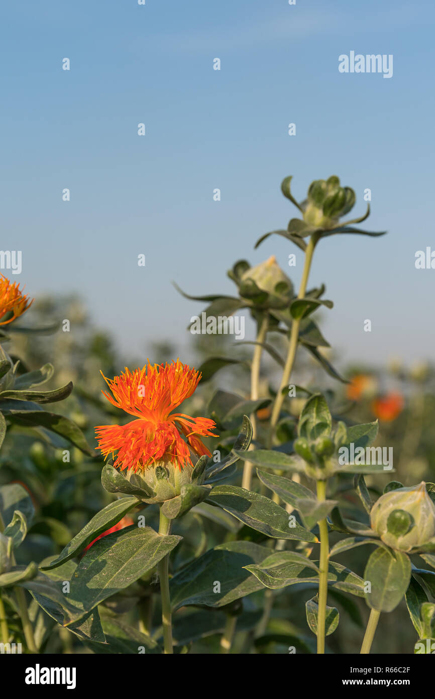 Tête de fleur carthame Banque de photographies et d’images à haute ...