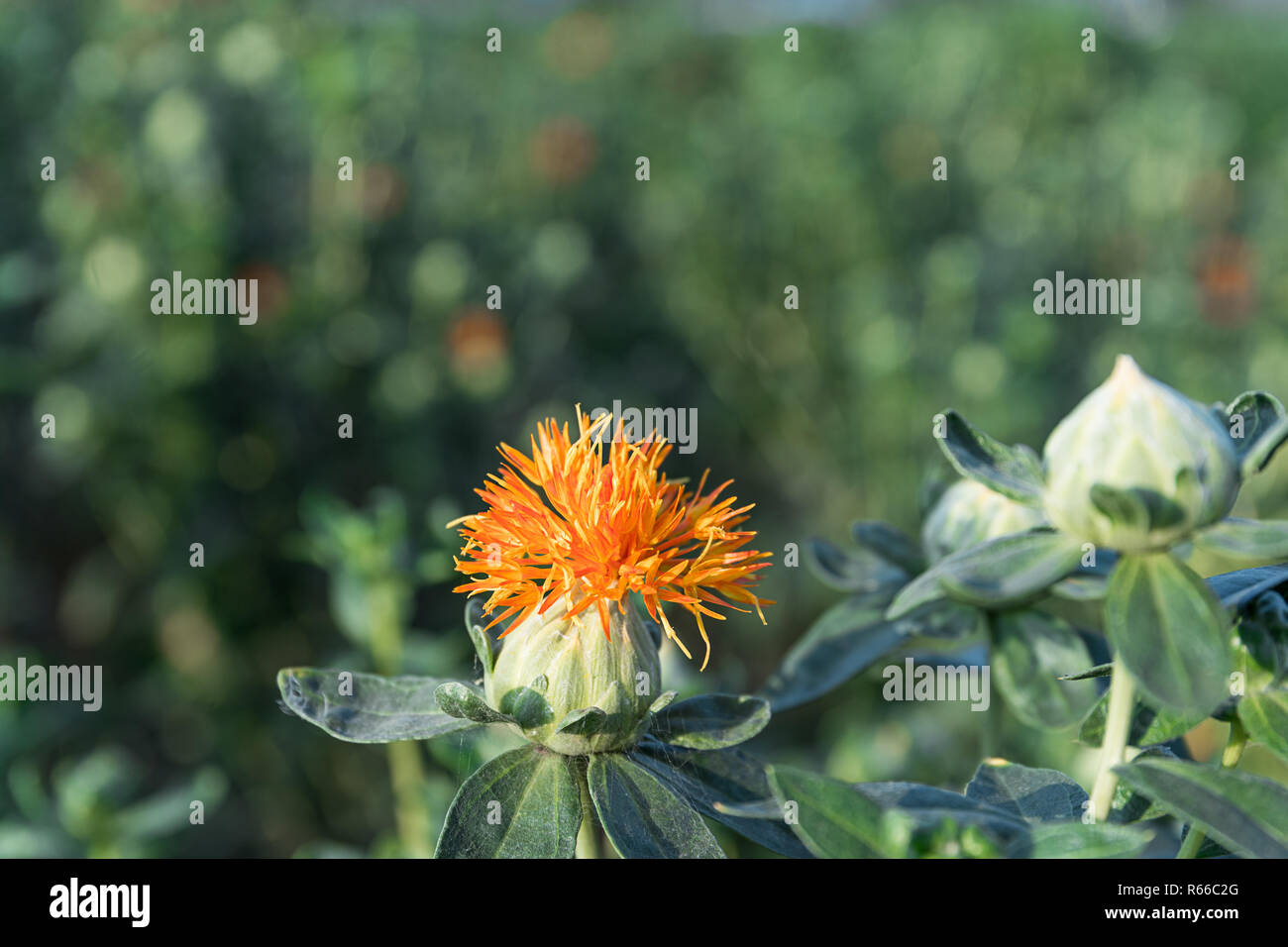 Tête de fleur carthame Banque de photographies et d’images à haute ...