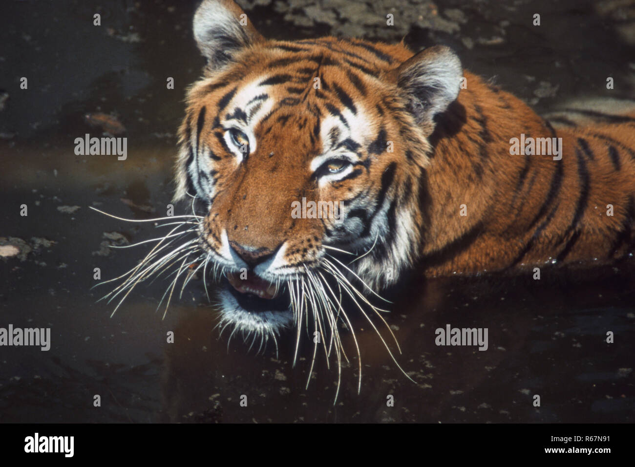 Geule de tigres Banque de photographies et d’images à haute résolution ...