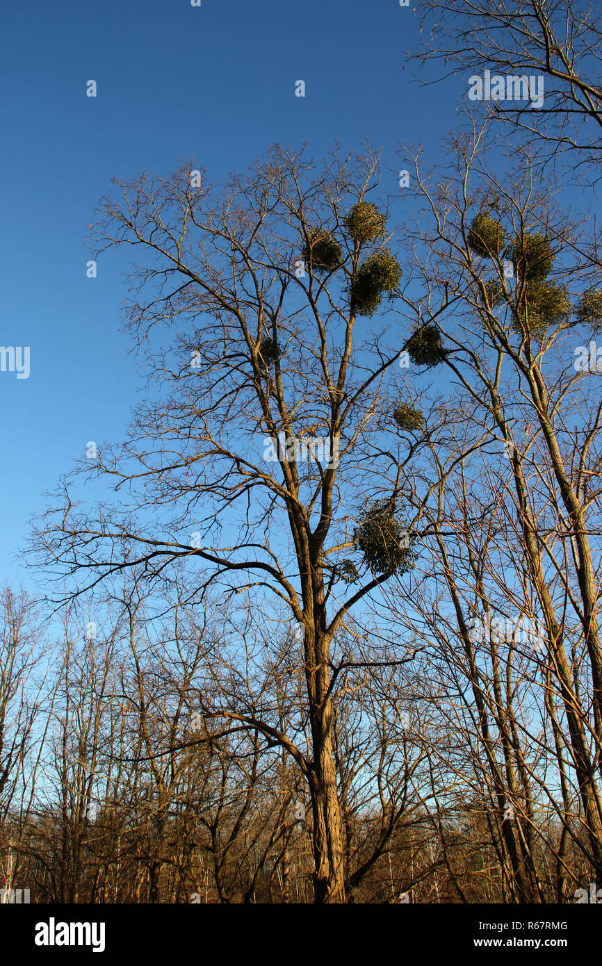 Un Arbre Avec Gui Banque d'image et photos - Alamy