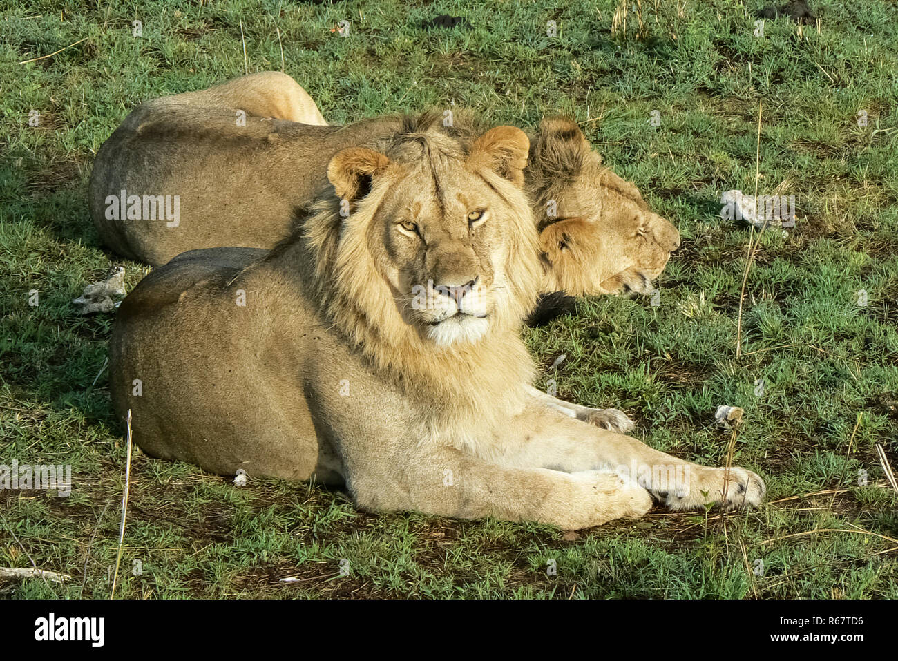 Lions hunting zebra Banque de photographies et d’images à haute résolution - Alamy