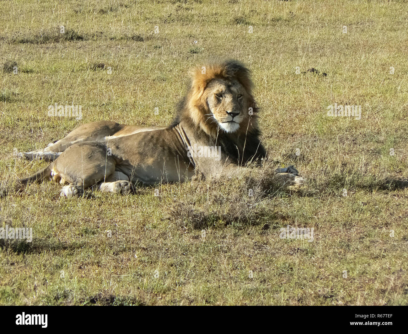 Lions hunting zebra Banque de photographies et d’images à haute résolution - Alamy