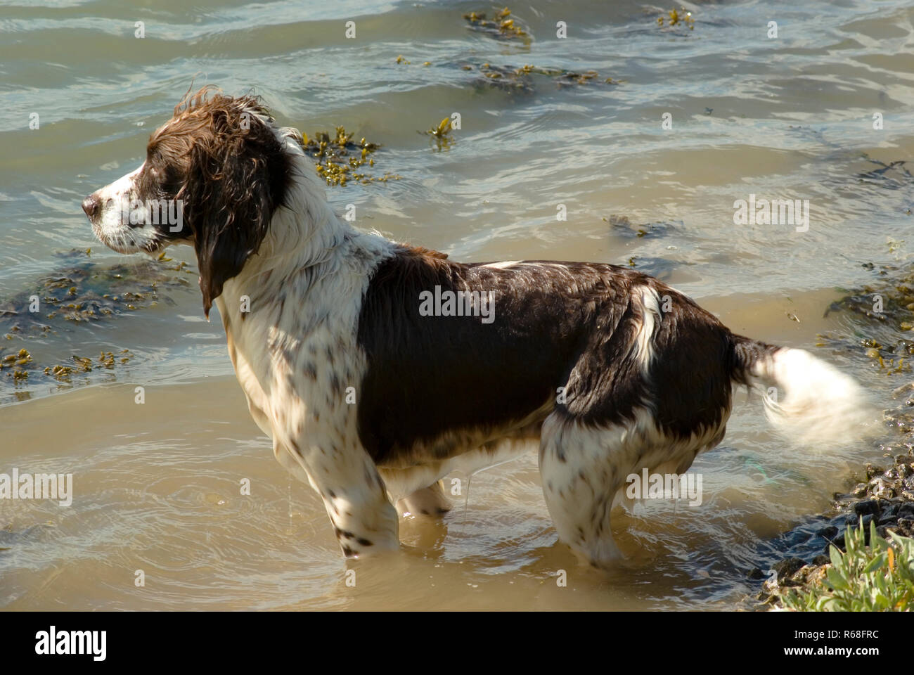 épagneul anglais springer Banque de photographies et d’images à haute ...