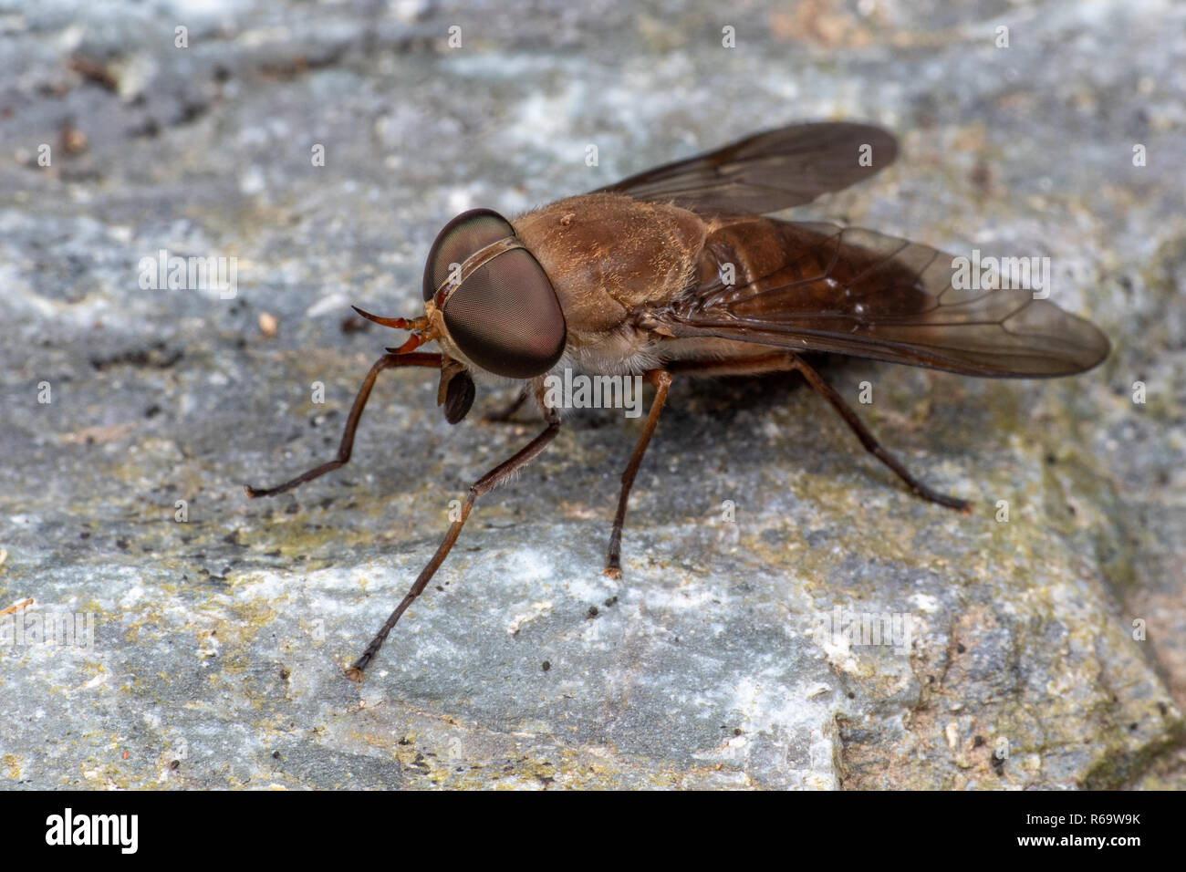 Mouche brune Banque de photographies et d’images à haute résolution - Alamy