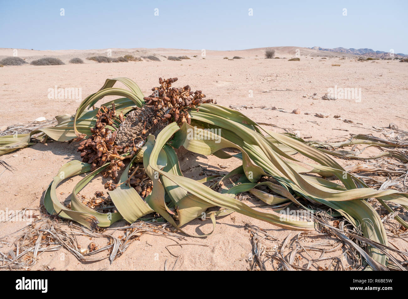 Welwitschia mirabilis plant namib desert Banque de photographies et d ...