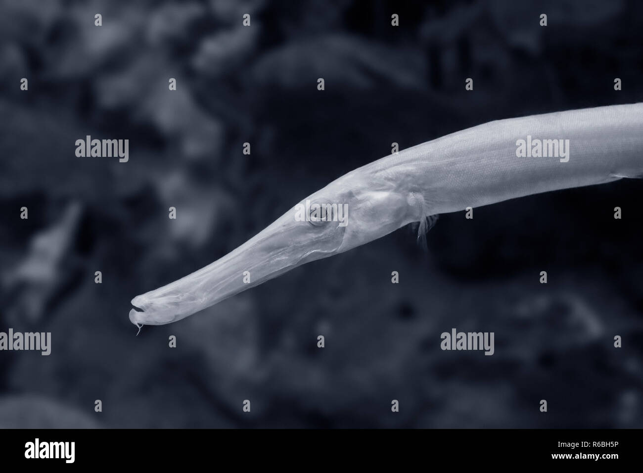 Trumpet Fish Banque d'image et photos - Alamy