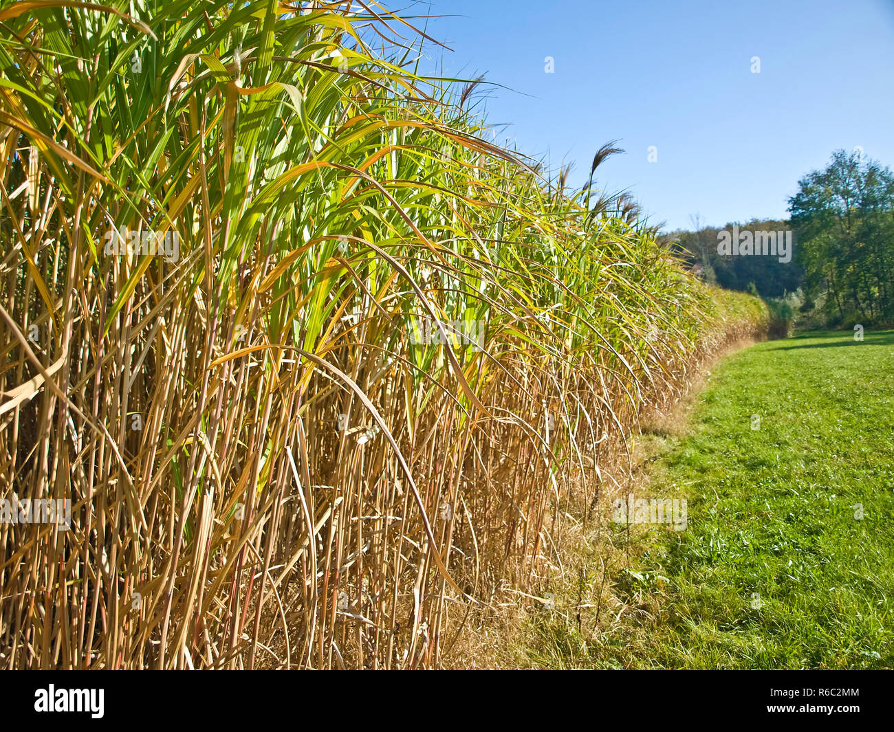 Biocarburants biologiques biocompressibles chauffage extraction Banque ...