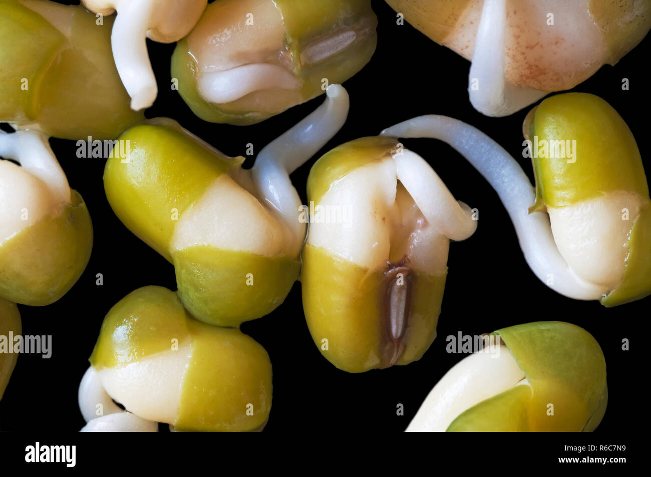 Soya germ Banque de photographies et d’images à haute résolution - Alamy