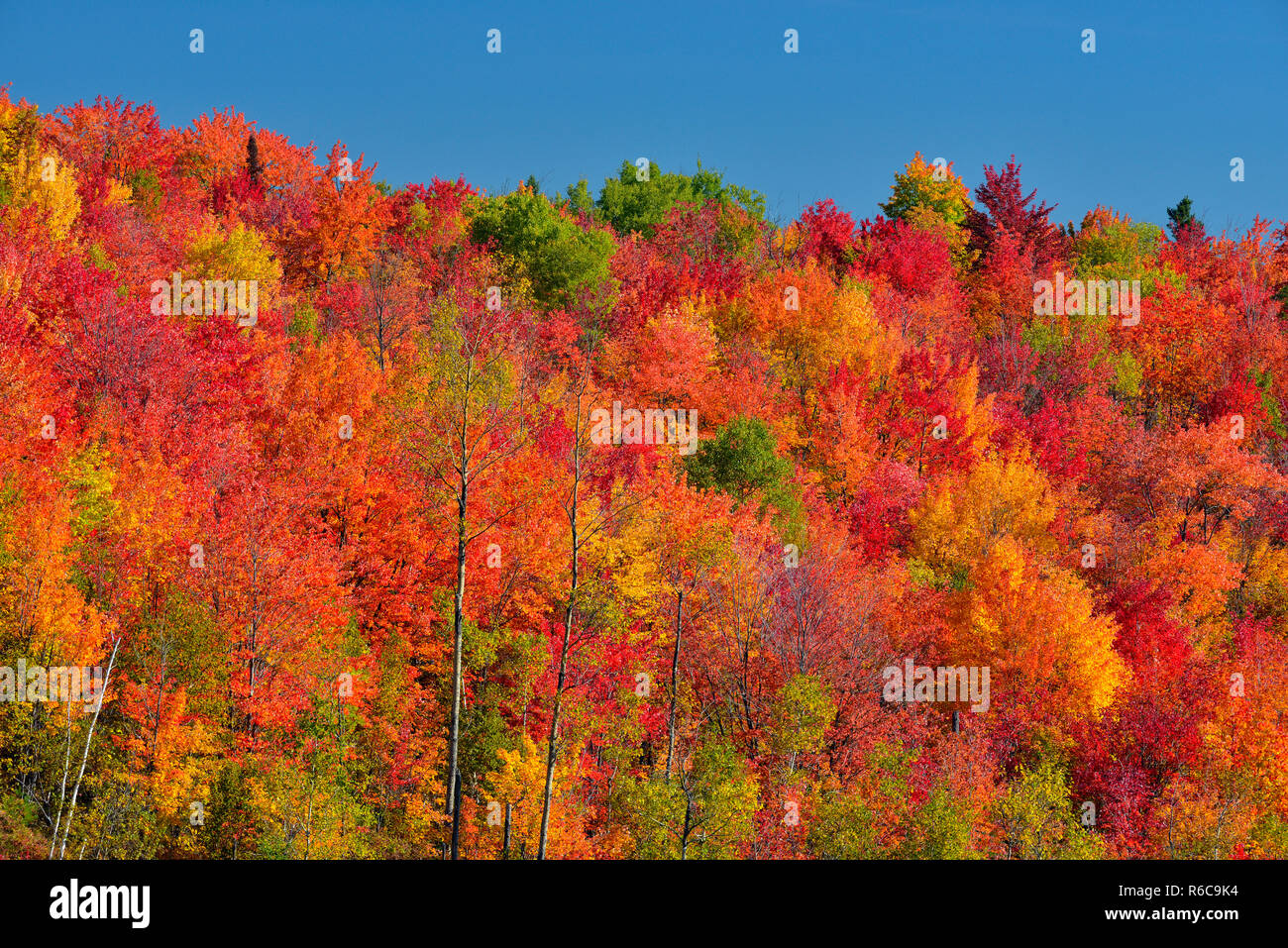 Feuillage de l'automne dans une forêt mixte de feuillus sur une colline ...