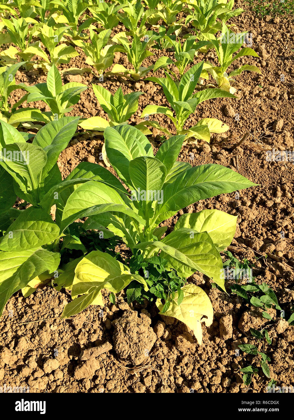 Tobacco field alsace france Banque de photographies et d’images à haute ...