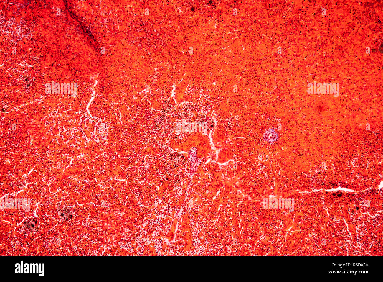 Animal tissue microscope Banque de photographies et d’images à haute ...