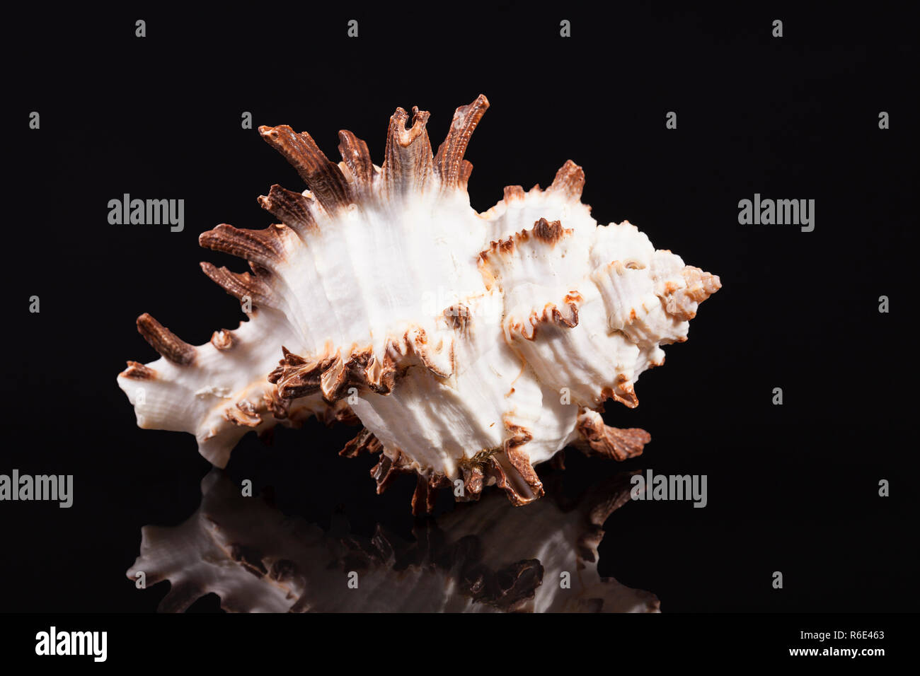 Murex chicoreus ramosus Banque de photographies et d’images à haute ...