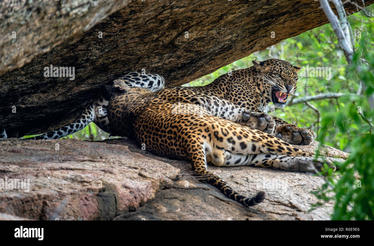 Leopards mouth Banque de photographies et d’images à haute résolution ...